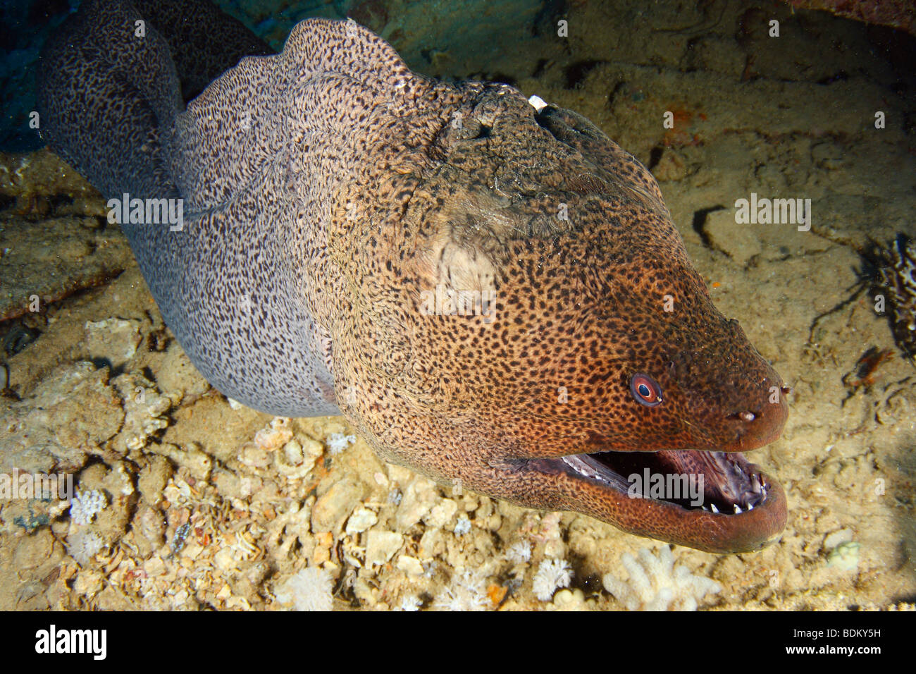 Close up fish open mouth hi-res stock photography and images - Alamy