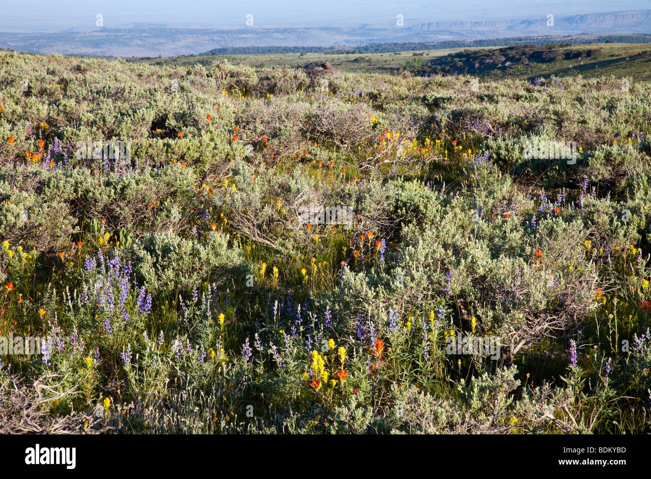 Sage mountain hi-res stock photography and images - Alamy