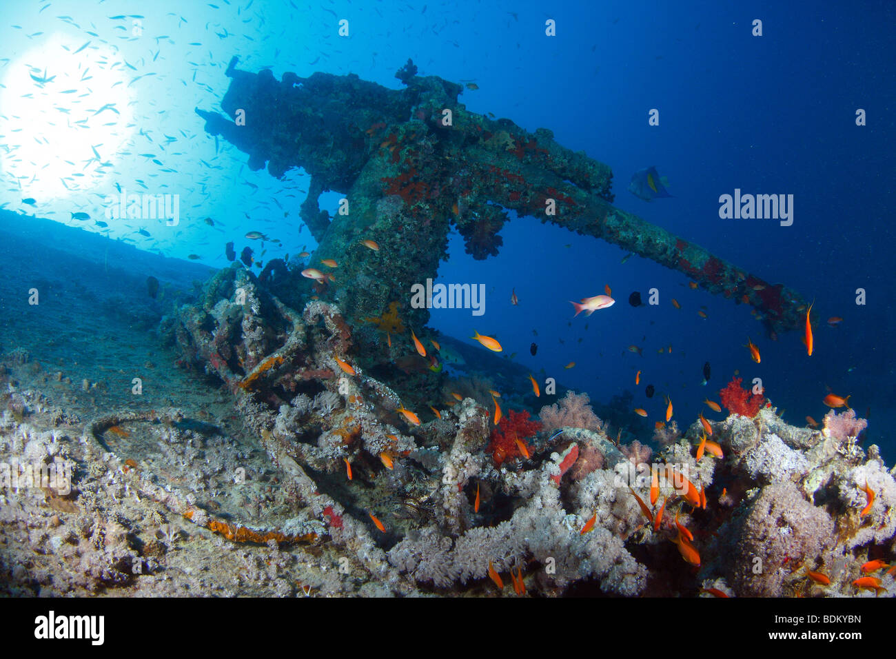 Ss thistlegorm hi-res stock photography and images - Alamy