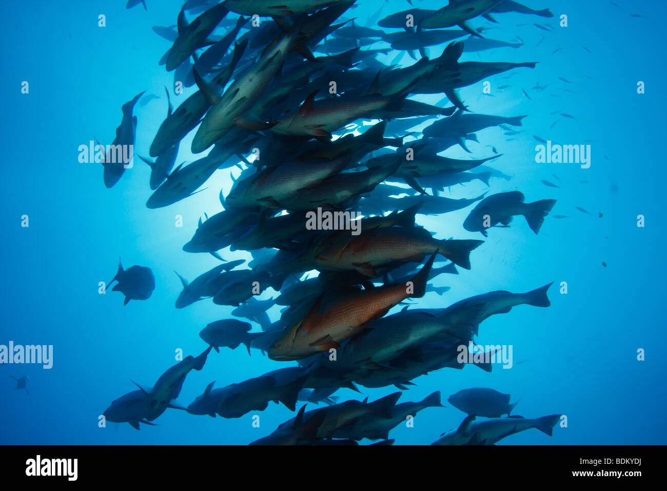The large school of snappers photographed against the column of the sun ...