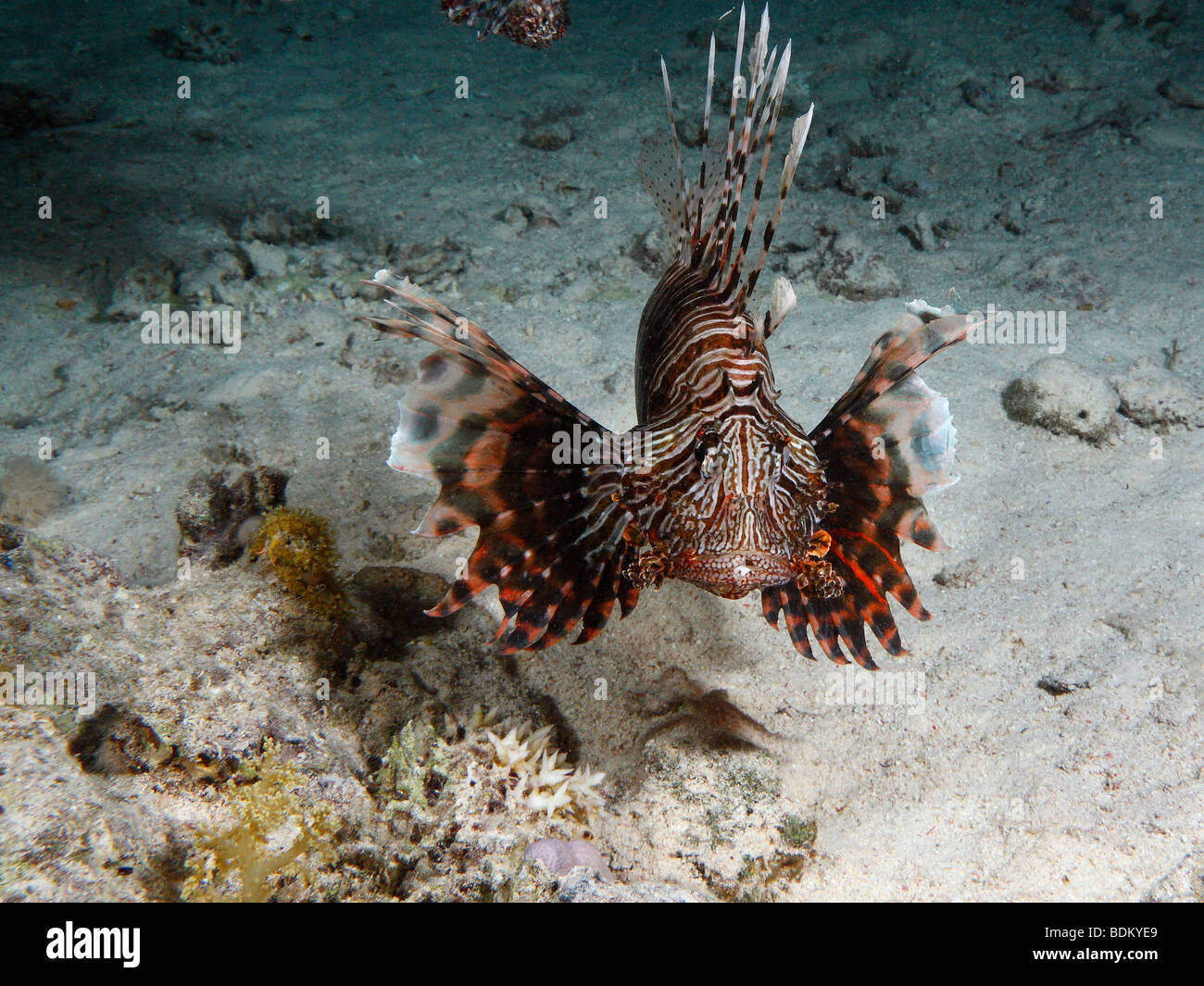 Russell's Lionfish hunting at night on a sandy sea bottom Stock Photo ...