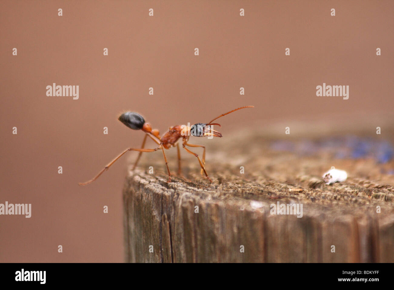Giant ant hi-res stock photography and images - Alamy
