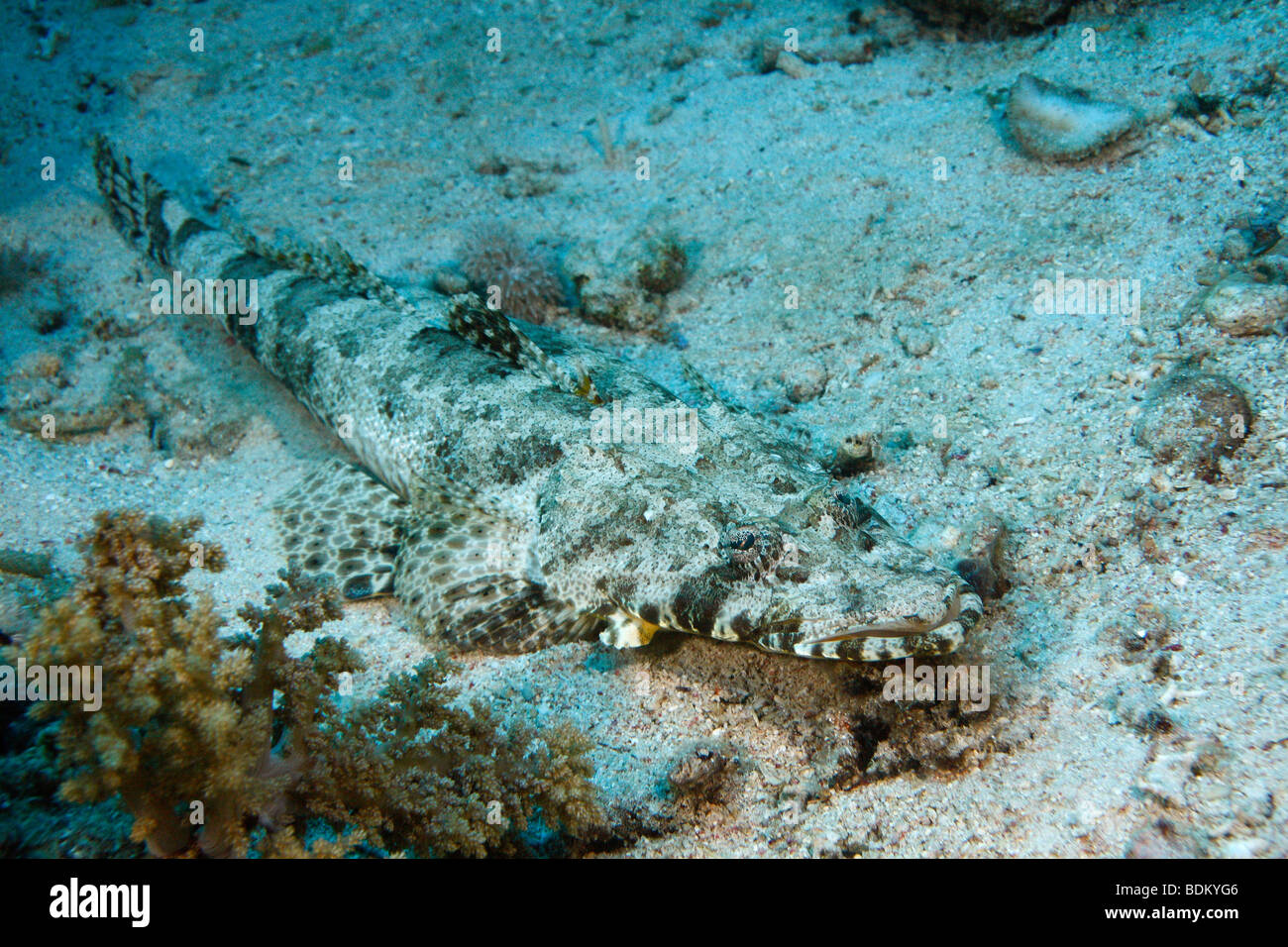The carpet flathead (Crocodile) fish lying on the sandy sea floor ...