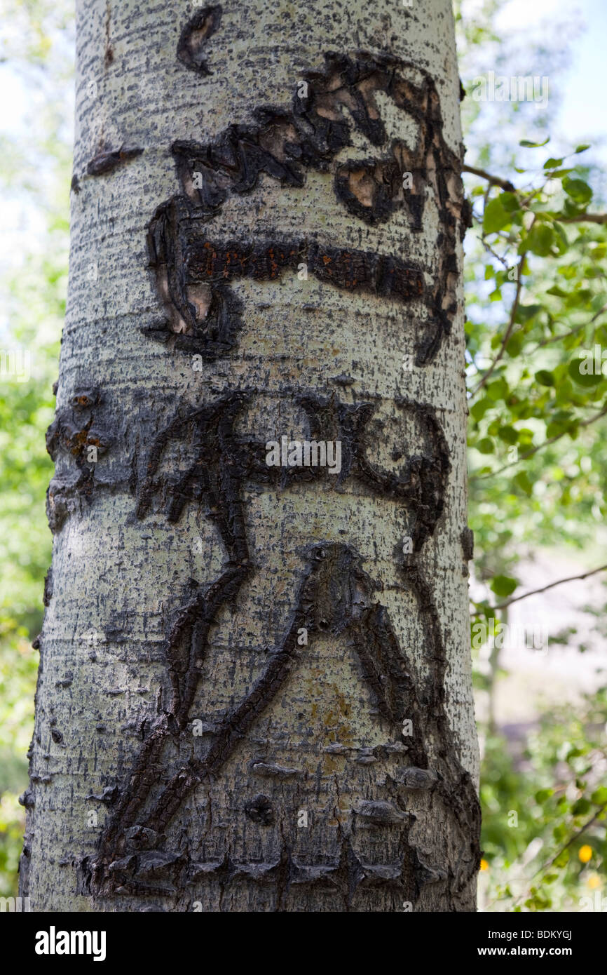 aspen tree carving from basque sheepherders 1900's steens mountain ...