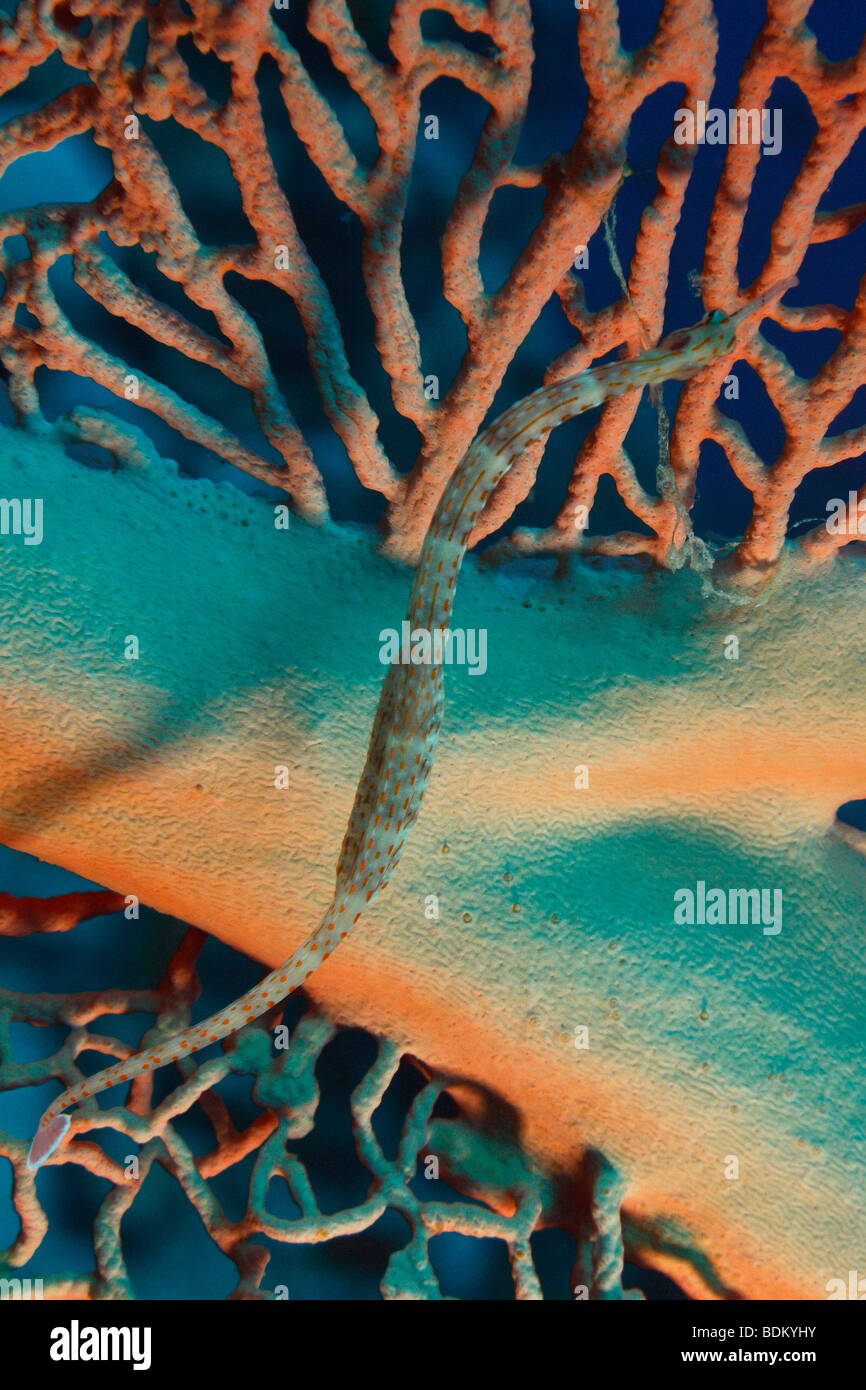 Network pipefish on a branch of a giant gorgonian fan coral Stock Photo ...