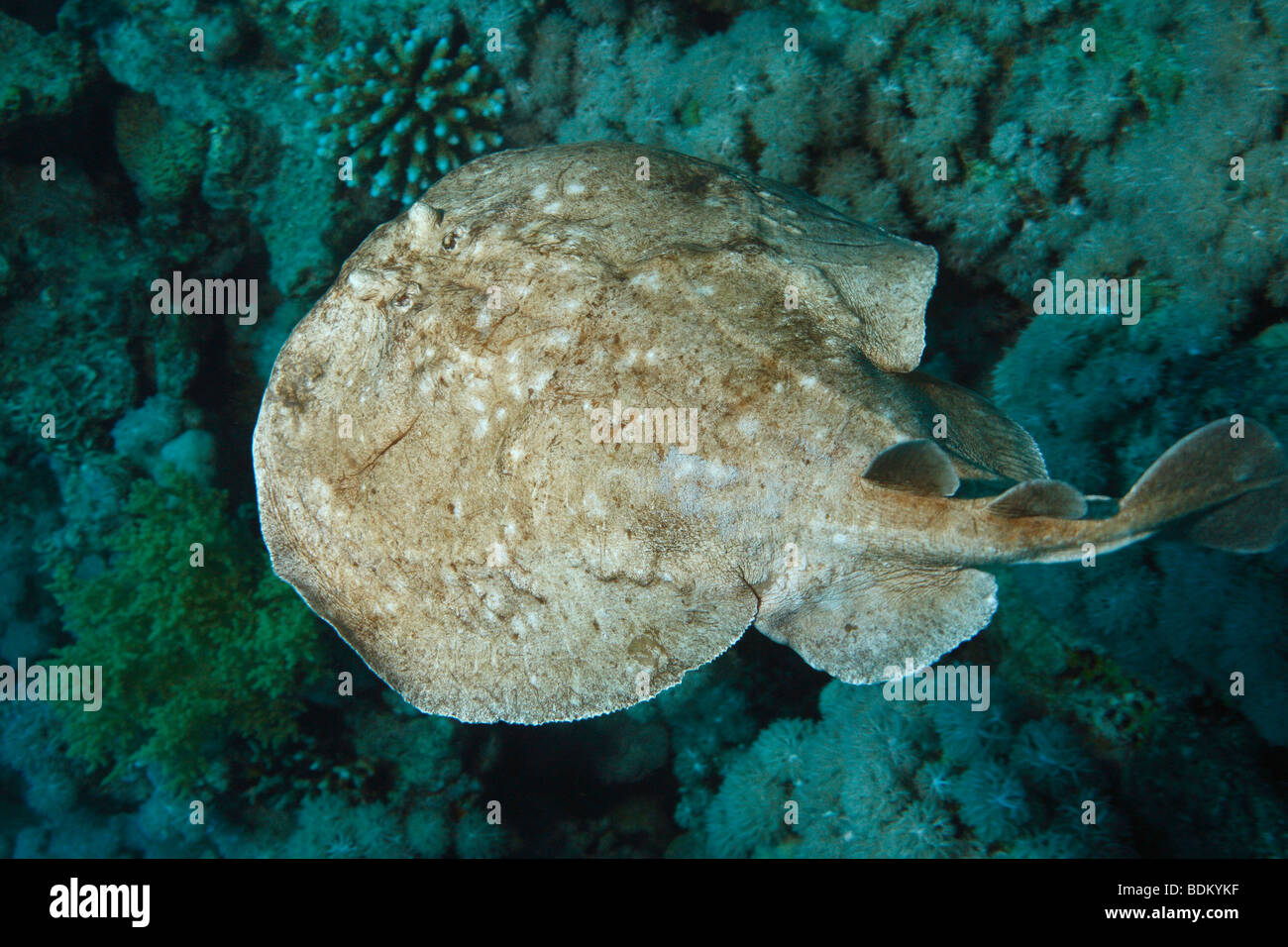 Scalloped electric torpedo ray swimming along the coral reef wall Stock ...