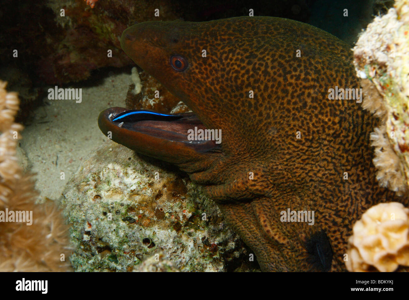 Moray eel teeth hi-res stock photography and images - Alamy