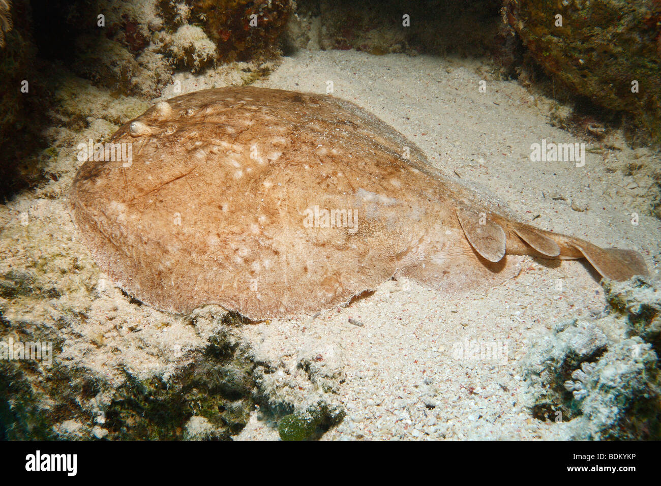 Torpedo ray hi-res stock photography and images - Alamy