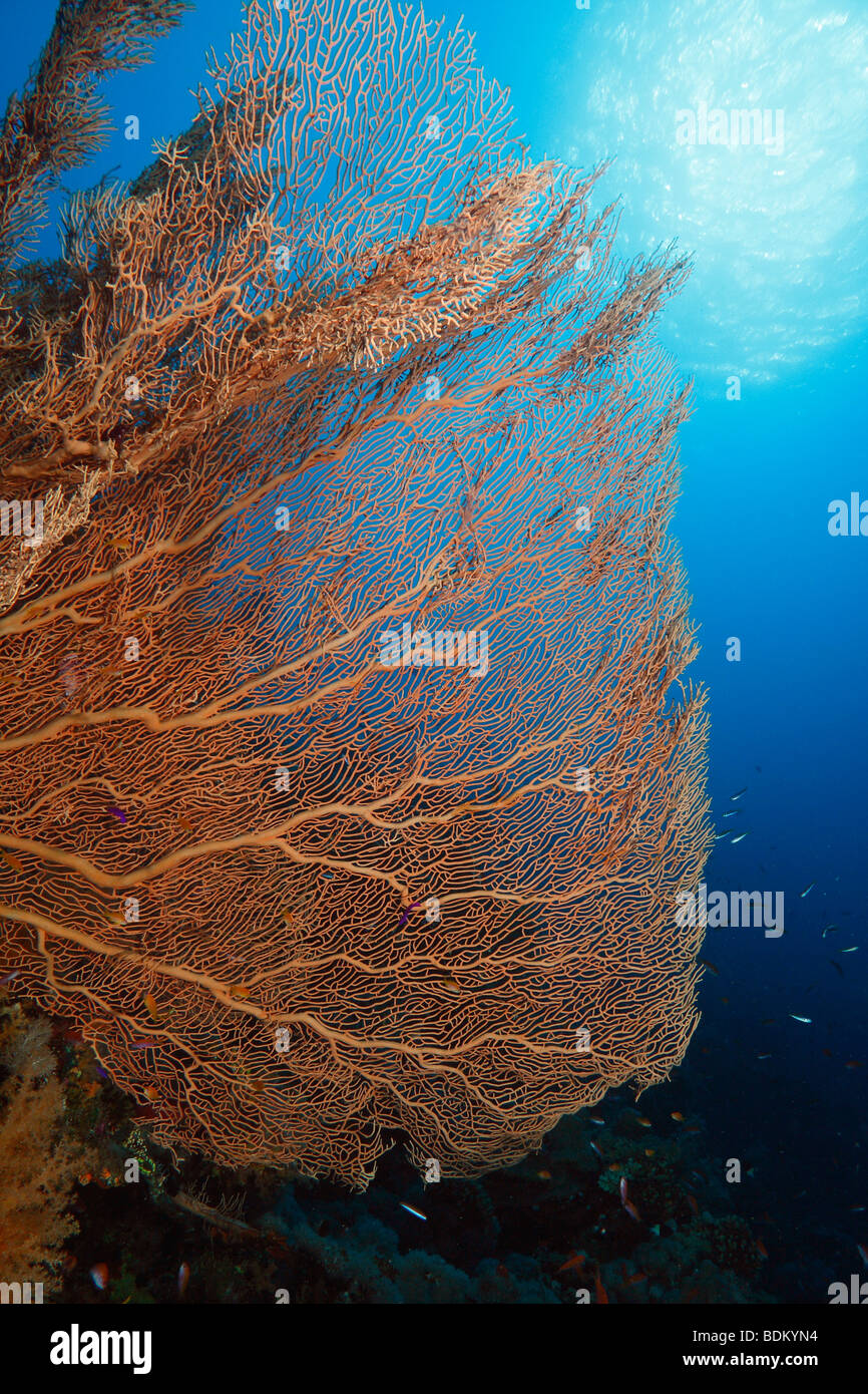A giant gorgonian fan growing on a coral reef wall with clear blue ...