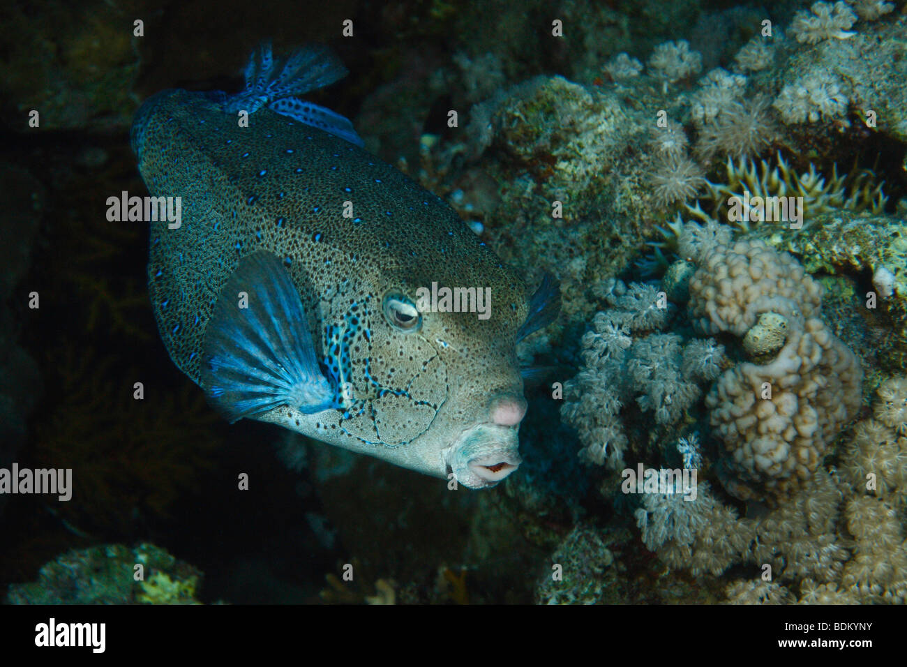 Adult male yellow boxfish covered with bright blue spots swimming along ...