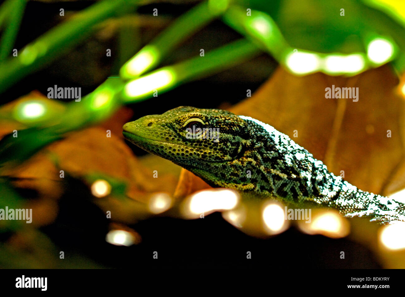 An iguana in San Diego zoo Stock Photo - Alamy