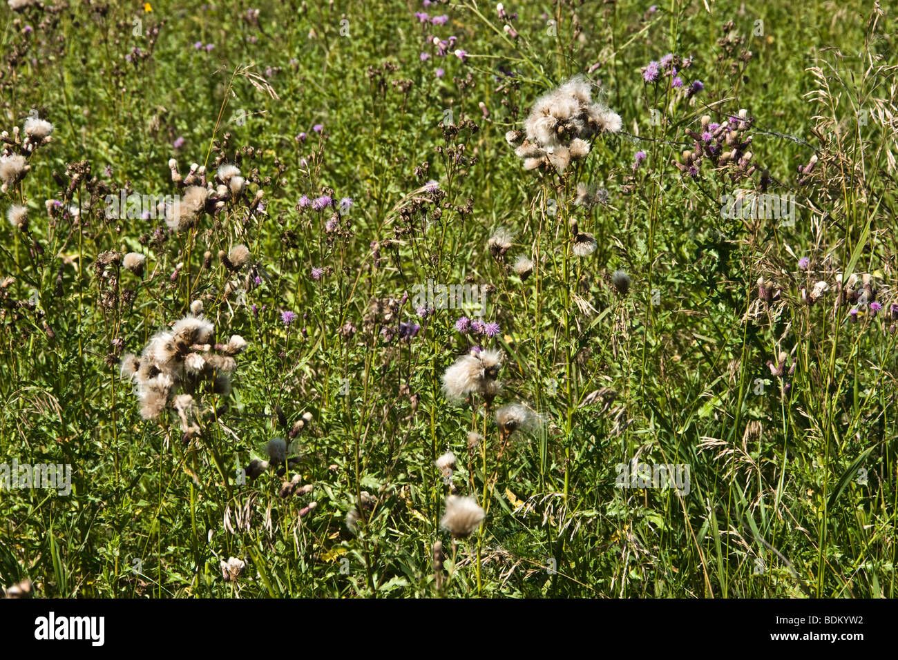 wildflowers, thistles, and weeds in Prairie field, Manitoba, Canada ...