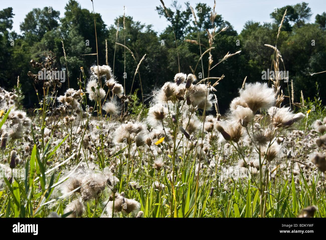 wildflowers, thistles, and weeds in Prairie field, Manitoba, Canada ...