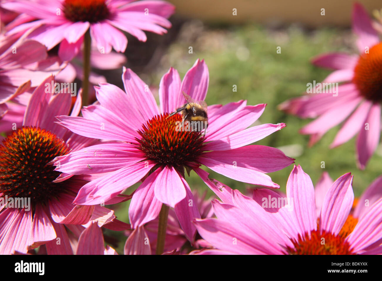 A Bumble Bee gathering pollen from a pink daisy flower on a warm ...