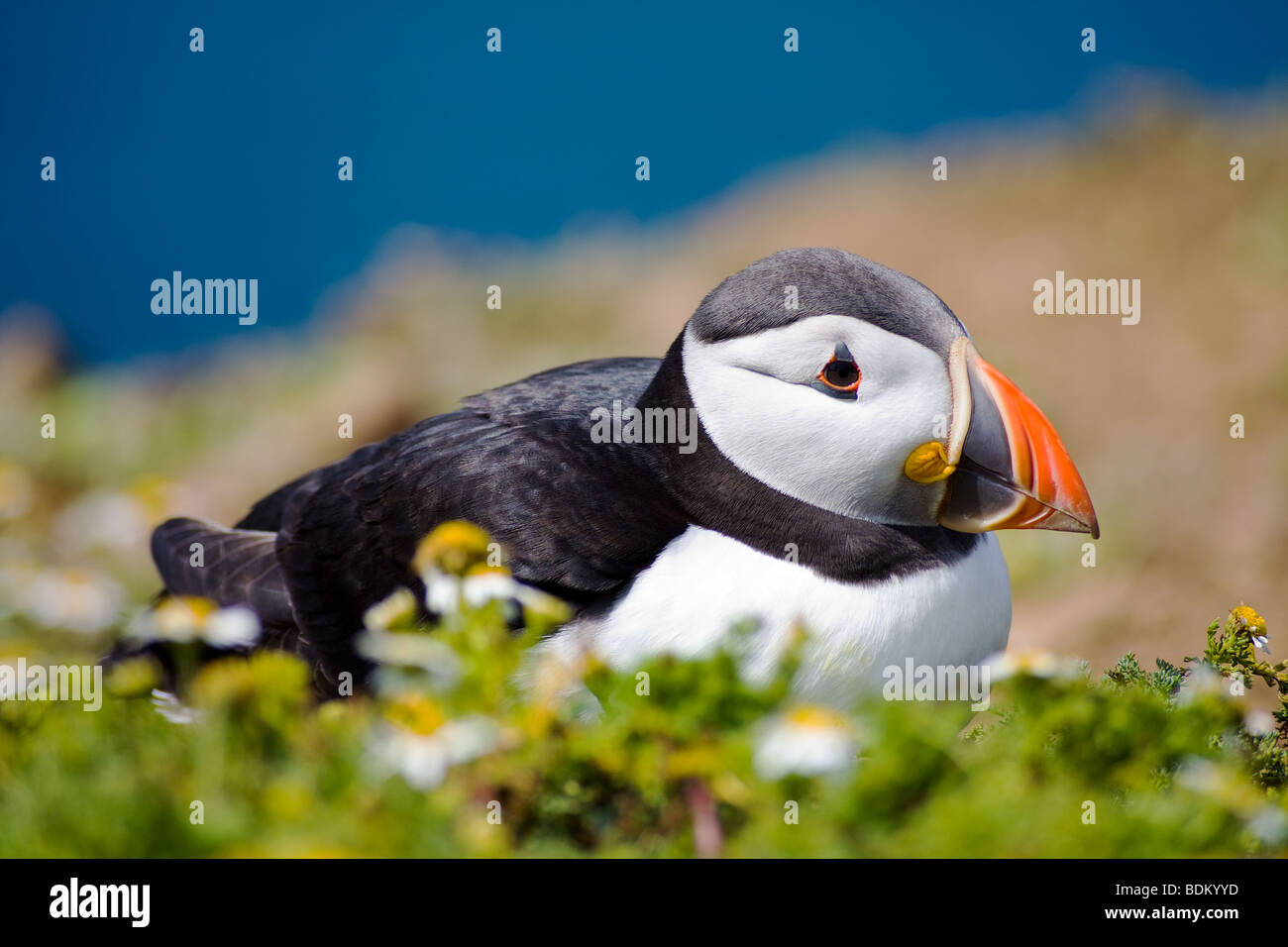 Puffin at rest on Skomer Island, Pembrokeshire Stock Photo - Alamy