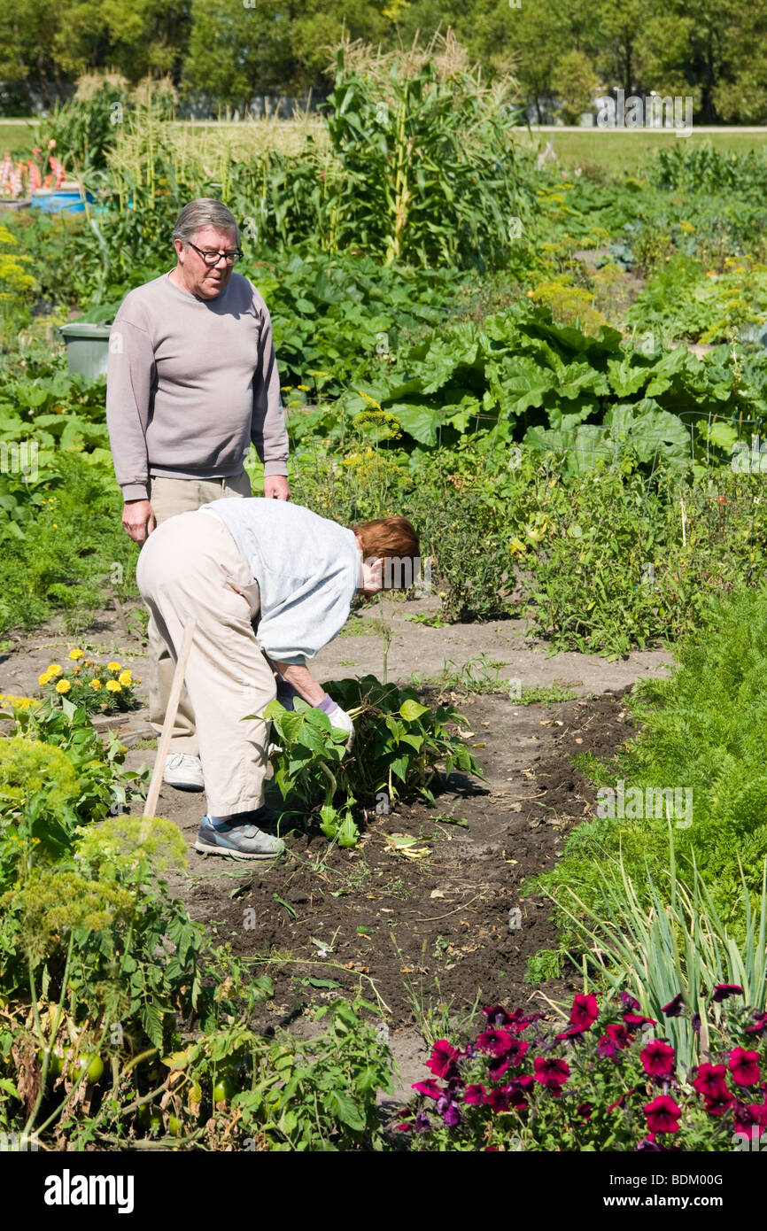 vegetable garden on Canadian Prairies Stock Photo - Alamy