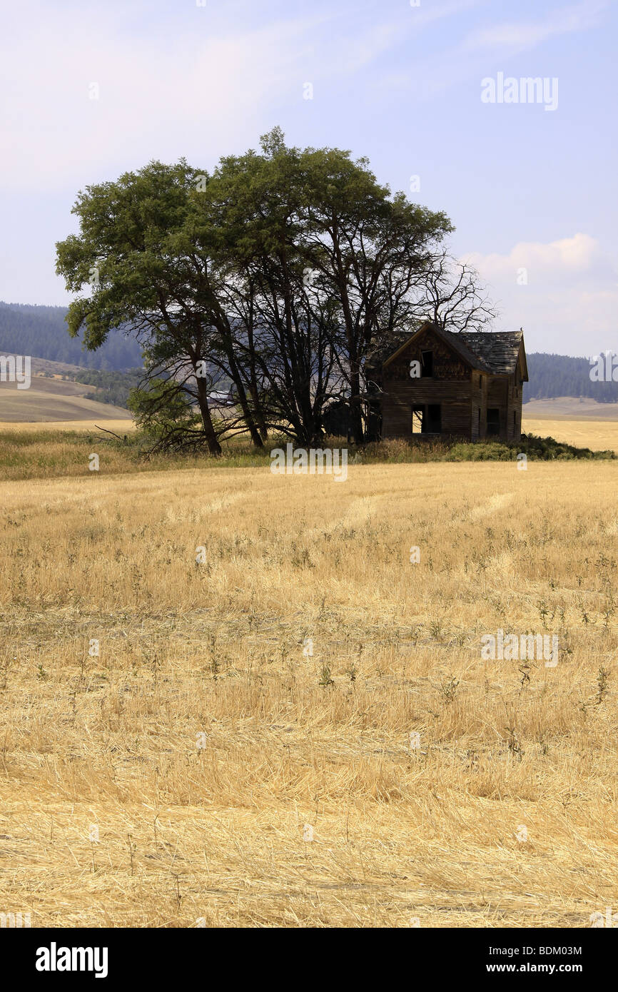 An old abandoned homestead farm house in the middle of a wheat field ...
