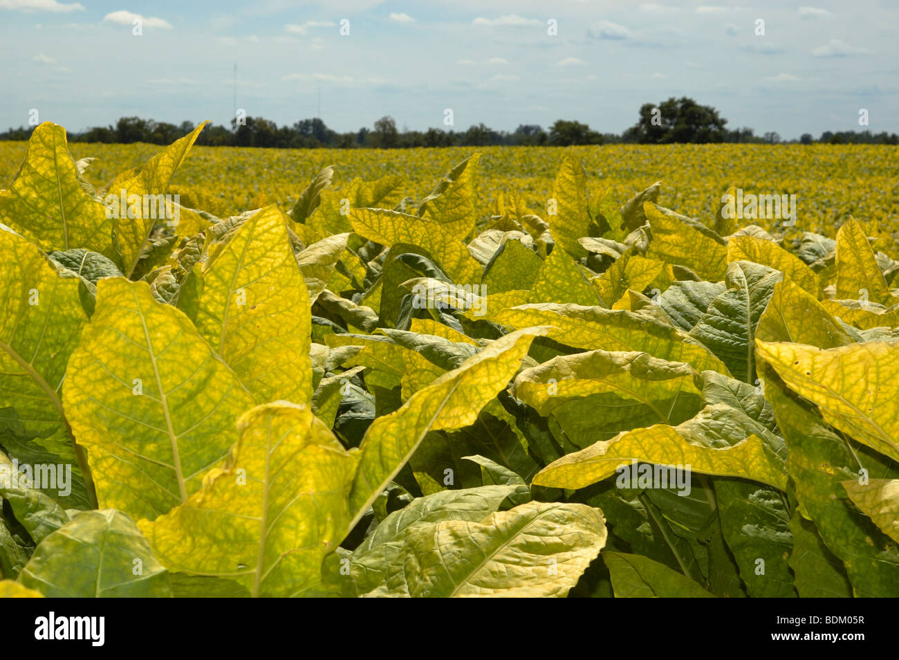 Burley tobacco plants ready for harvest in Kentucky, USA Stock Photo ...