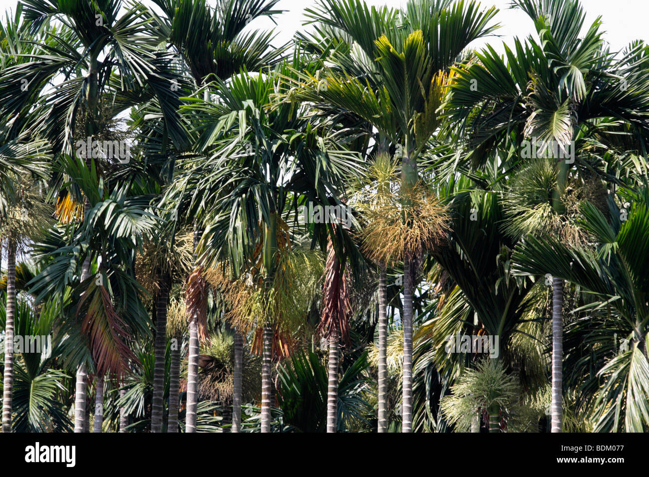 Betel nut trees grow in field Stock Photo - Alamy
