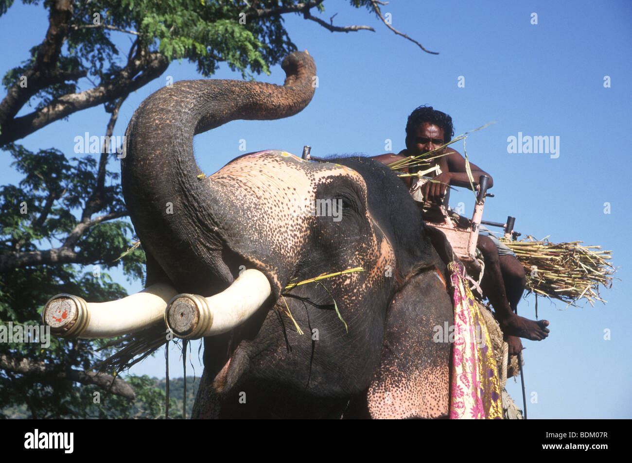 Elephant with his trunk raised and mahut on his back Stock Photo - Alamy