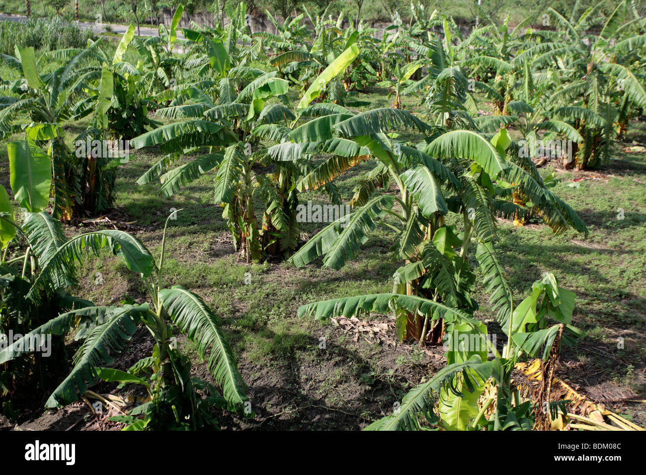 Banana trees grow in field Stock Photo - Alamy
