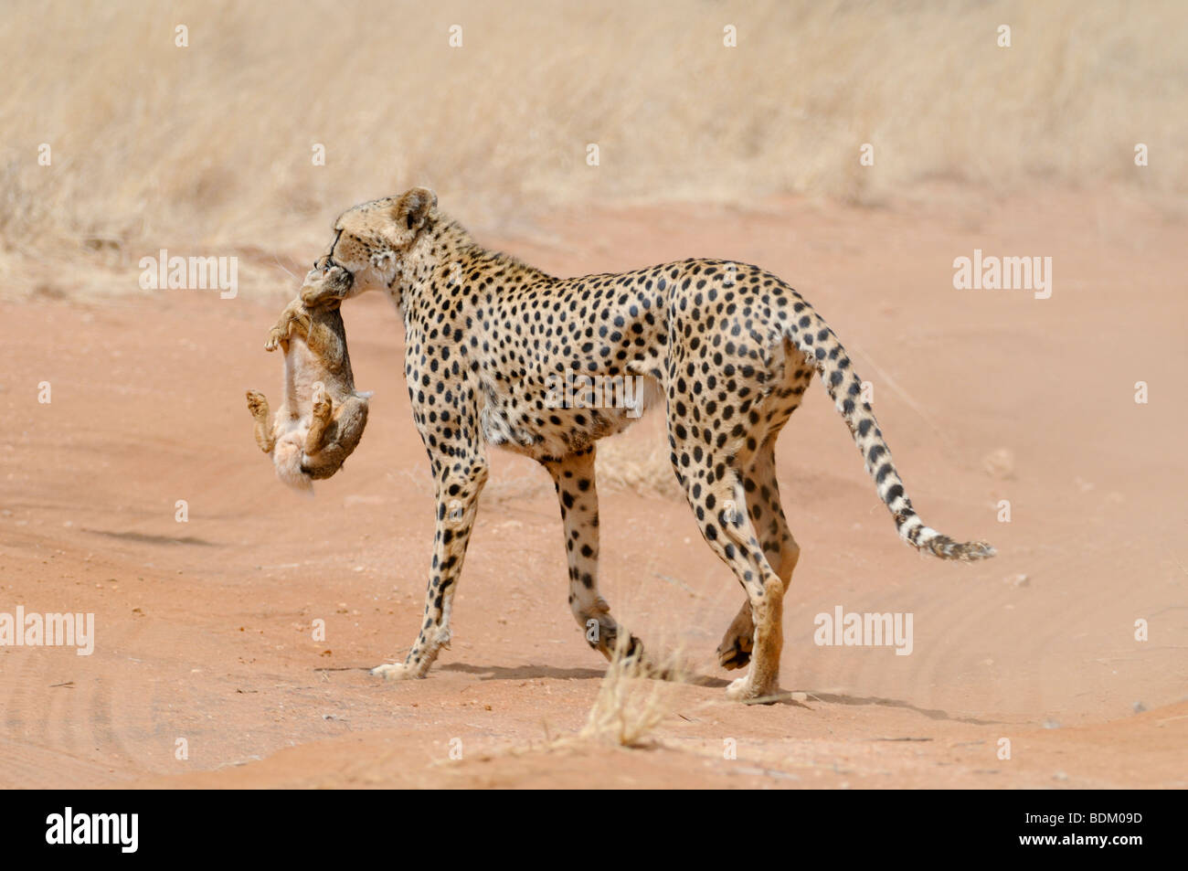 Africa, Kenya, Samburu National Reserve, Cheetah (Acinonyx jubatus ...