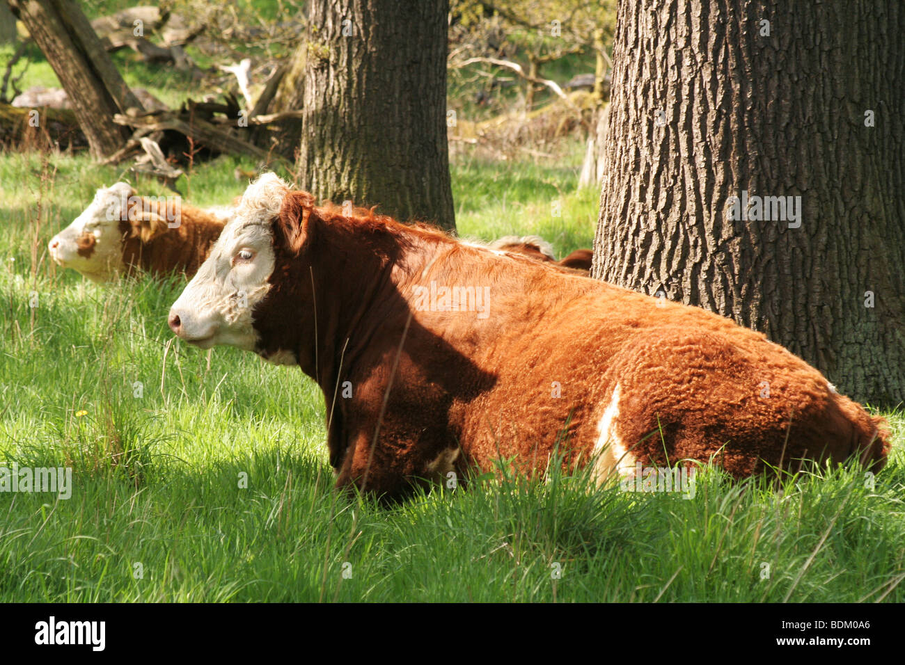 Cow under tree hi-res stock photography and images - Alamy