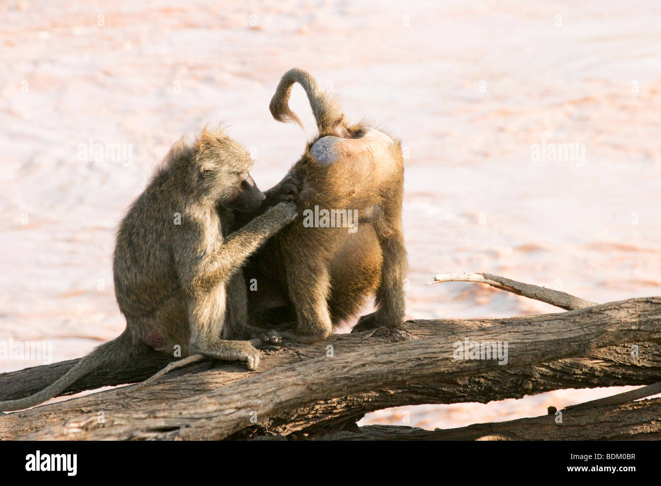 Kenya, Lake Nakuru National Park, Two Olive Baboons grooming Stock ...