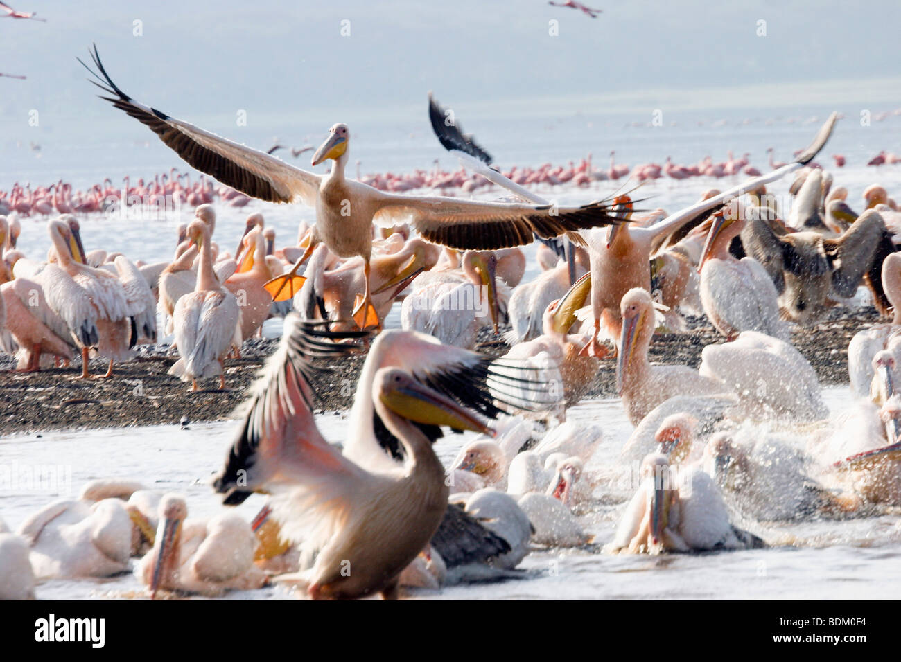 Great eastern white pelican hi-res stock photography and images - Alamy