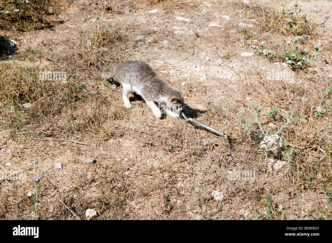 a domestic cat hunting and killing a snake Set of four images Stock ...