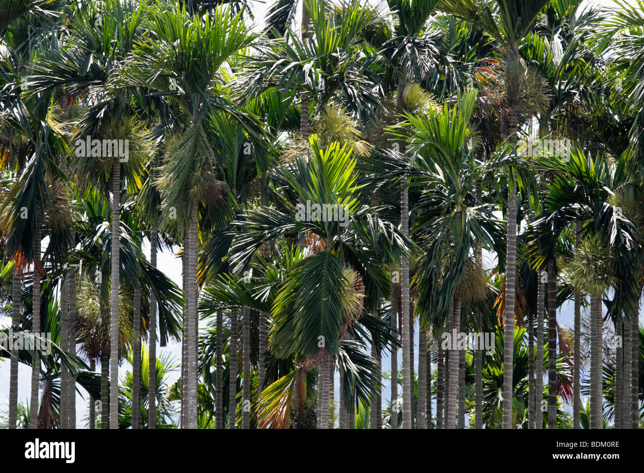 Betel nut trees grow in field Stock Photo - Alamy