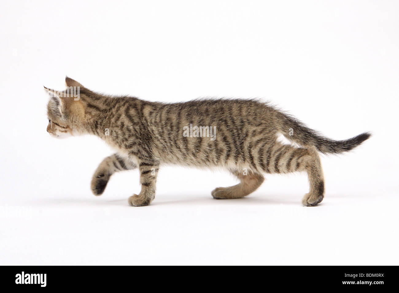 Cat creeping indoors hi-res stock photography and images - Alamy