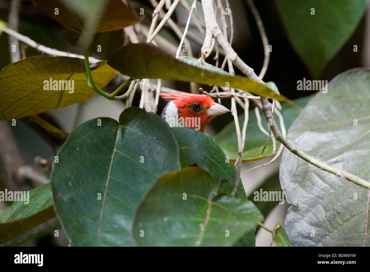 Brazilian / Red Crested Cardinal Paroaria coronata Stock Photo - Alamy
