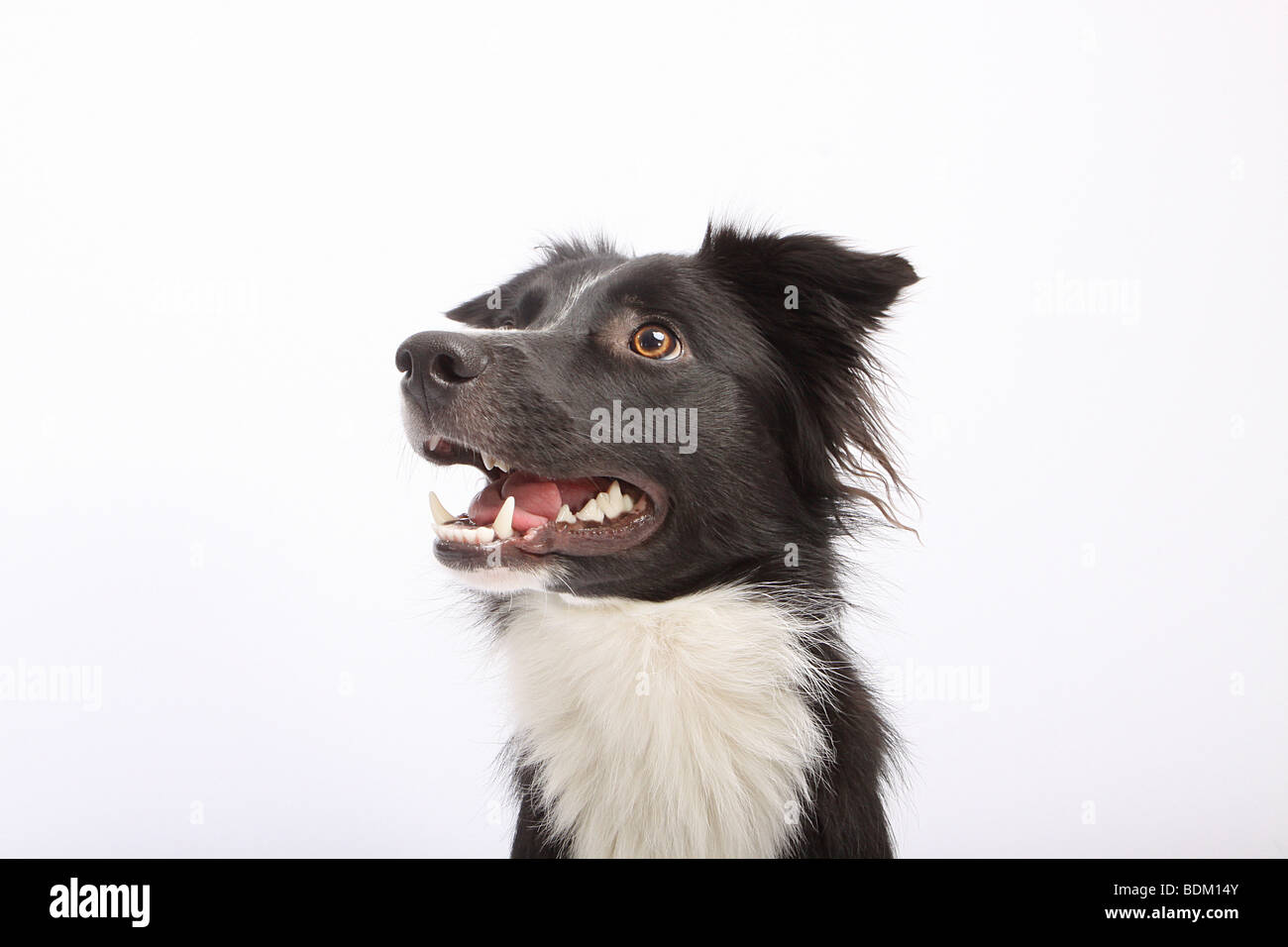 Border Colile dog - portrait Stock Photo - Alamy