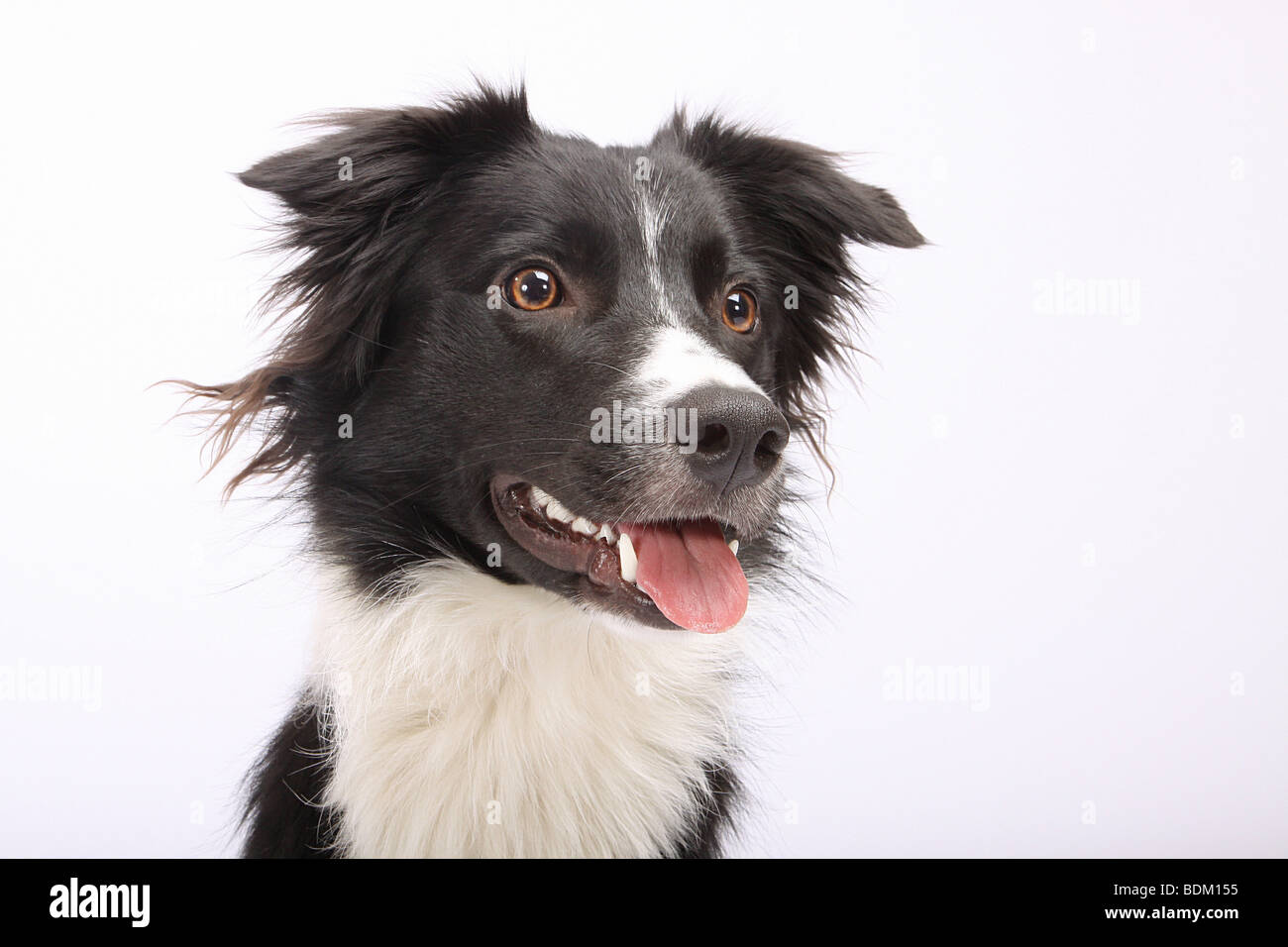 Border Colile dog - portrait Stock Photo - Alamy