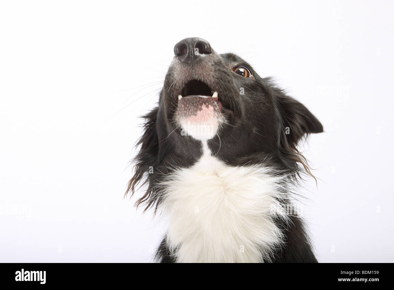 Border Colile dog - portrait Stock Photo - Alamy