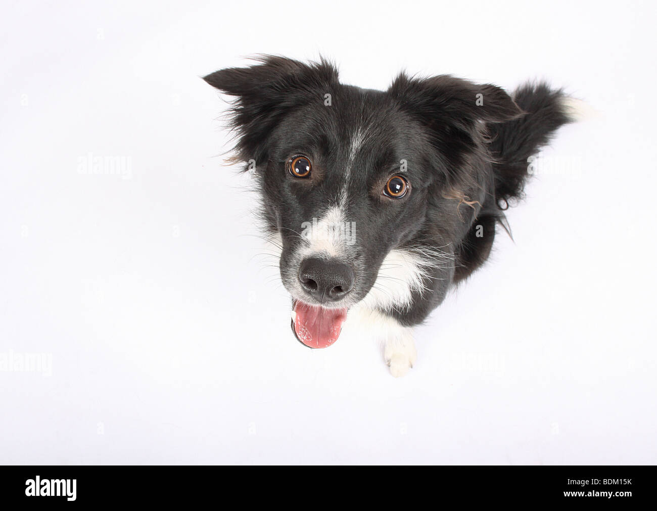 Border Collie dog - cut out Stock Photo - Alamy