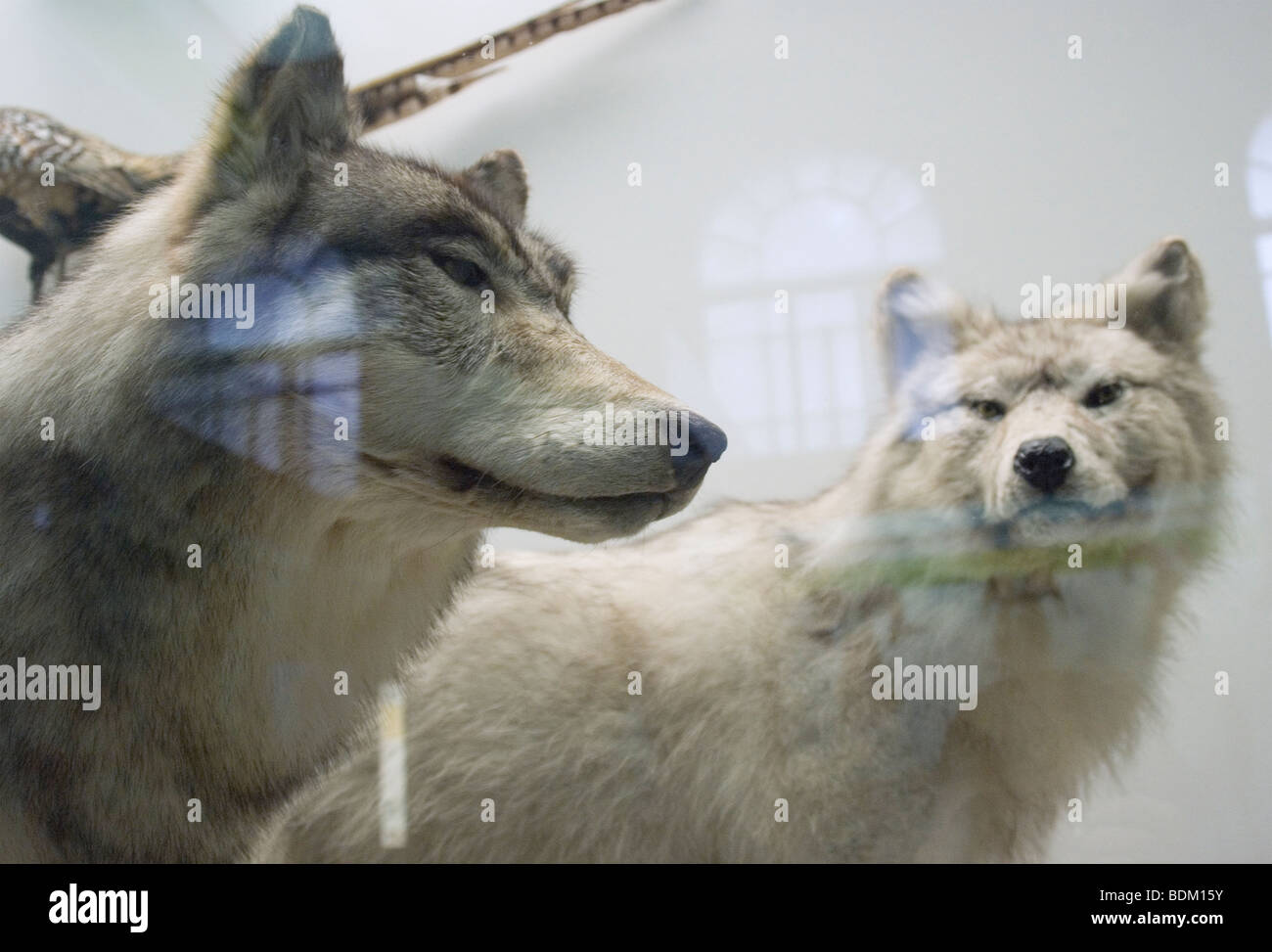 wolves behind glass at the Natural History Museum of Milan Stock Photo ...