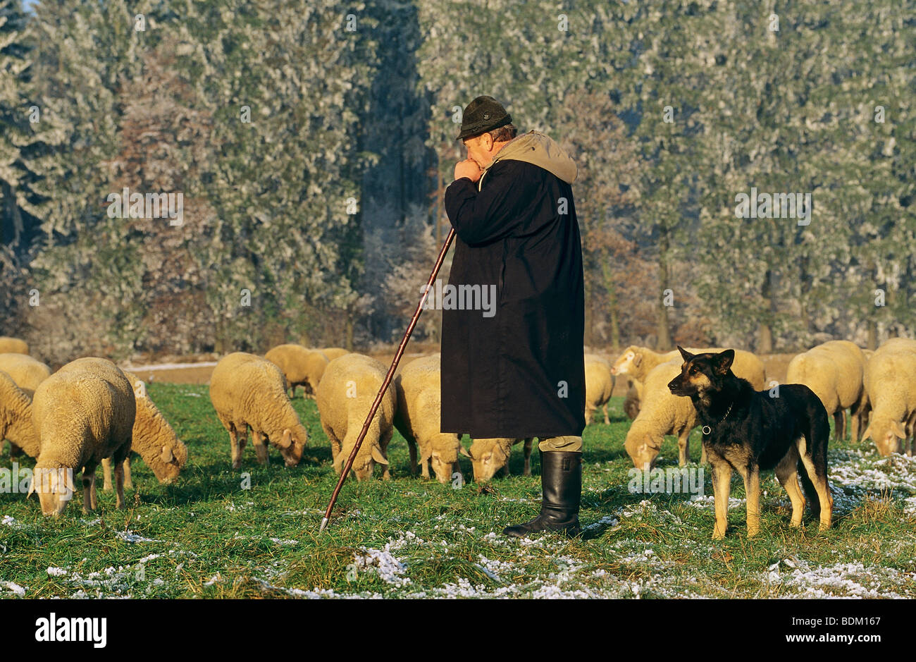 Man German Shepherd Stock Photos & Man German Shepherd Stock Images - Alamy