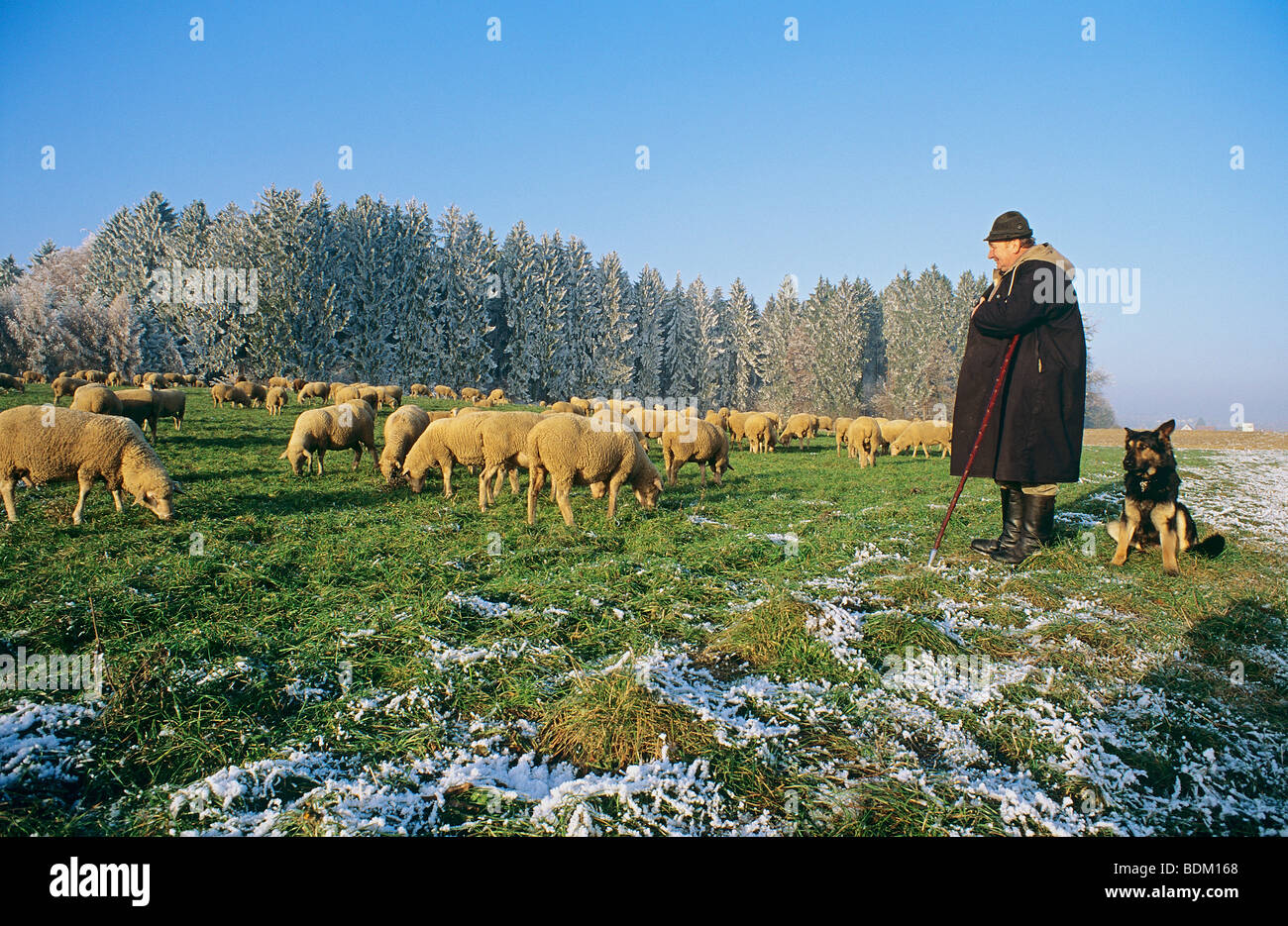 Sheepherder with German Sheperd dog and herd of sheep Stock Photo - Alamy