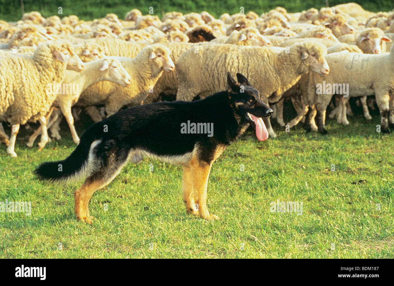 German Shepherd. Adult dog standing in front of a herd of sheep Stock ...