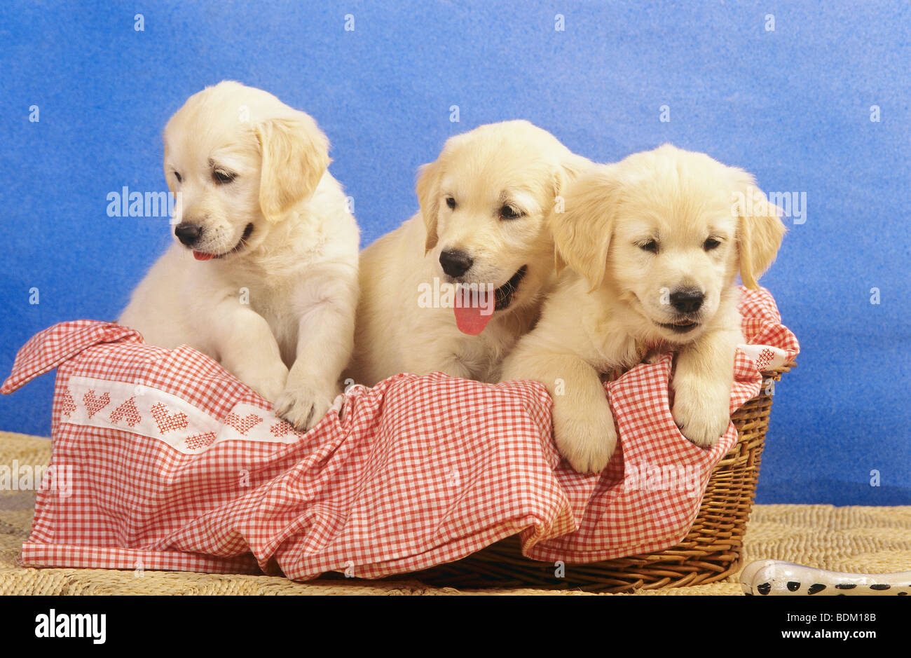 Three cute golden retriever puppies hi-res stock photography and images ...