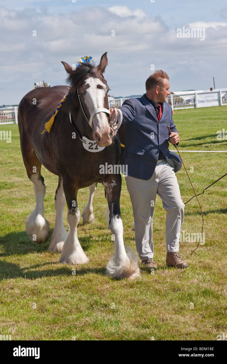 [shire horse] being judged at an agricultural show Stock Photo - Alamy