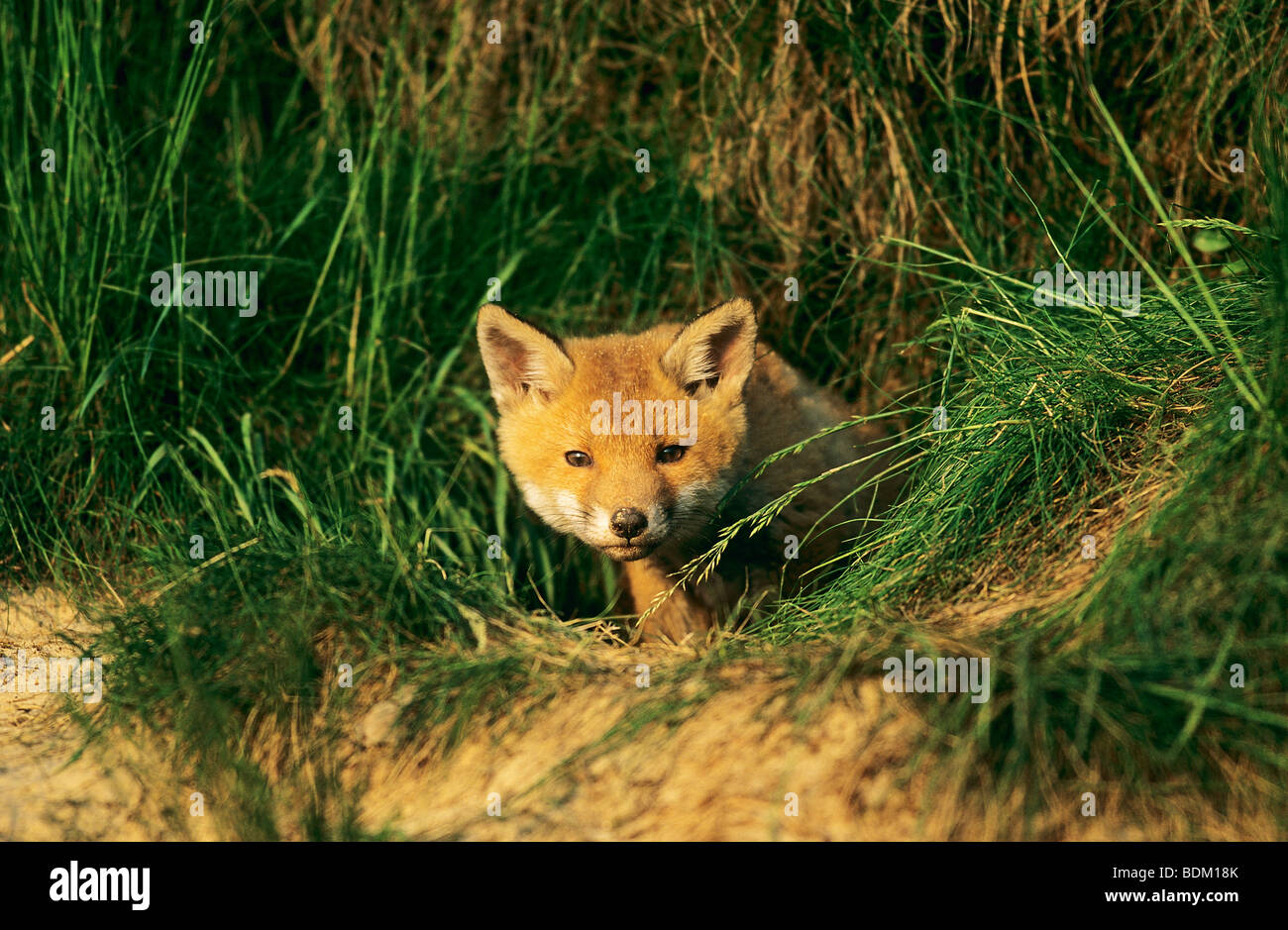 young Red Fox looking out of its burrow / Vulpes vulpes Stock Photo - Alamy