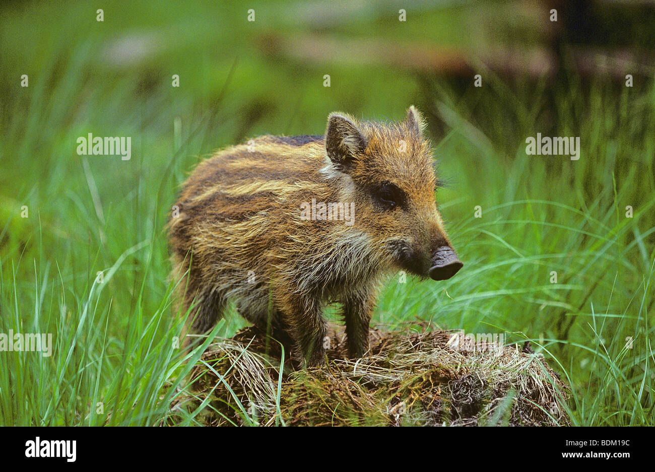Shoat standing on meadow Stock Photo - Alamy