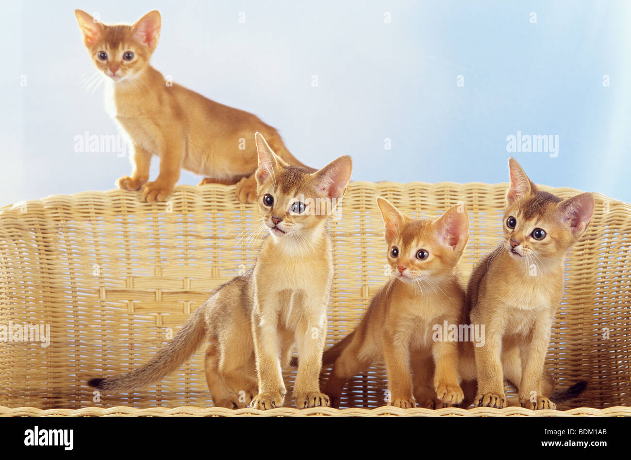 Four cats hi-res stock photography and images - Alamy