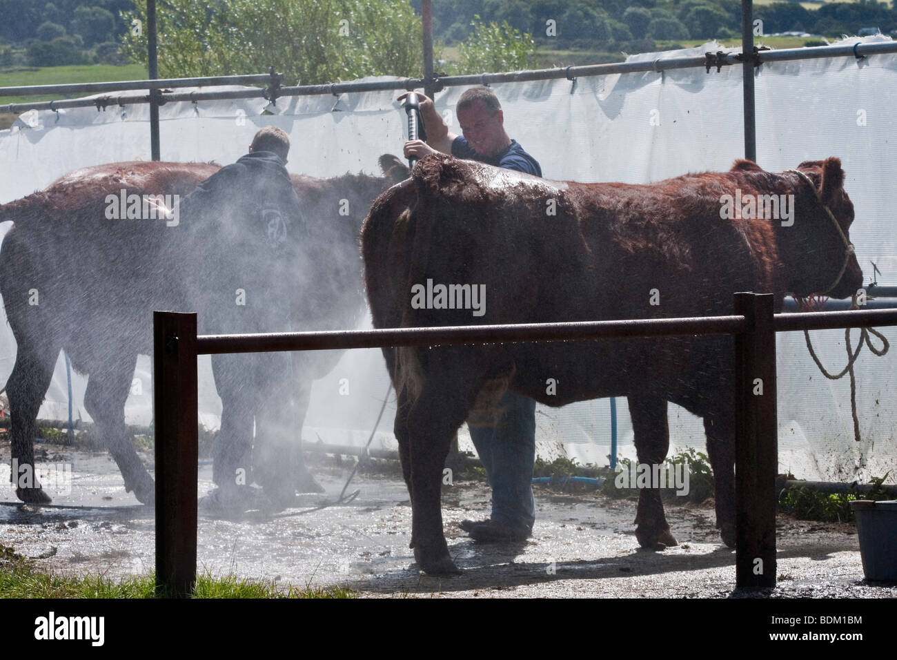 cattle being washed down at an agricultural show Stock Photo - Alamy