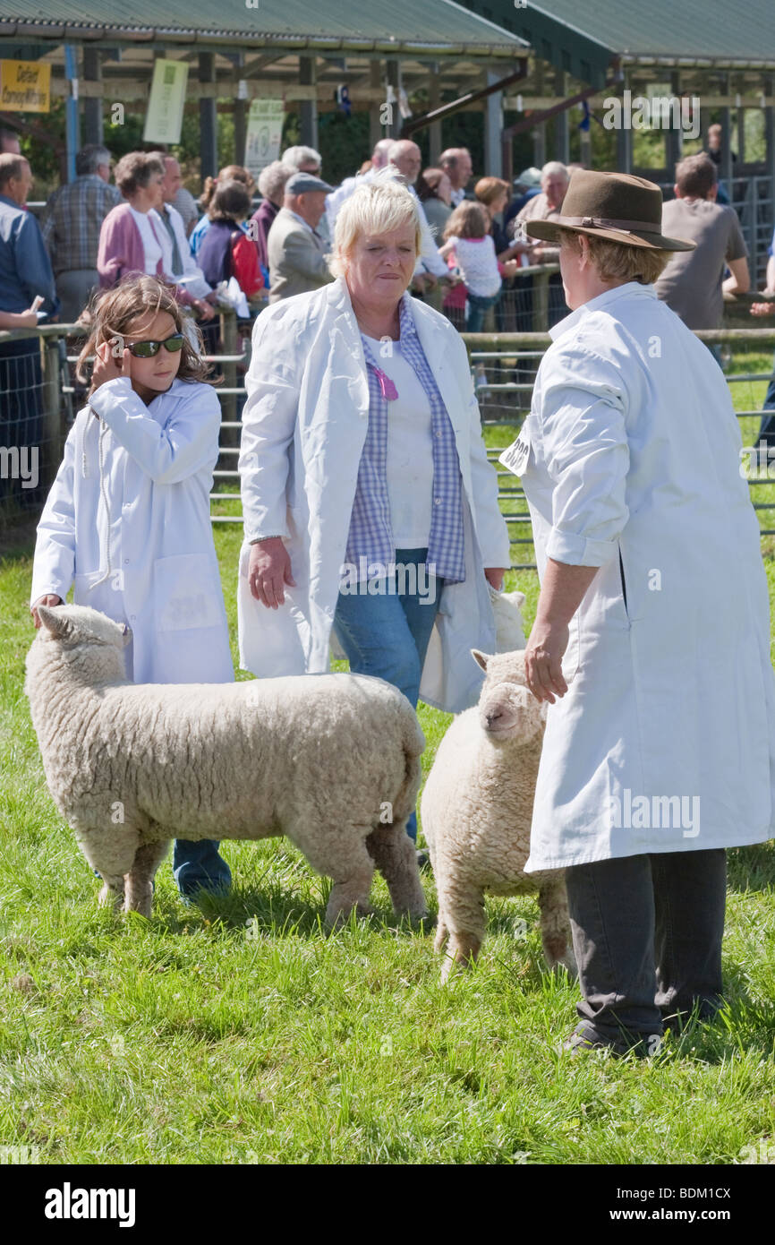 sheep being judged at an agricultural show Stock Photo - Alamy