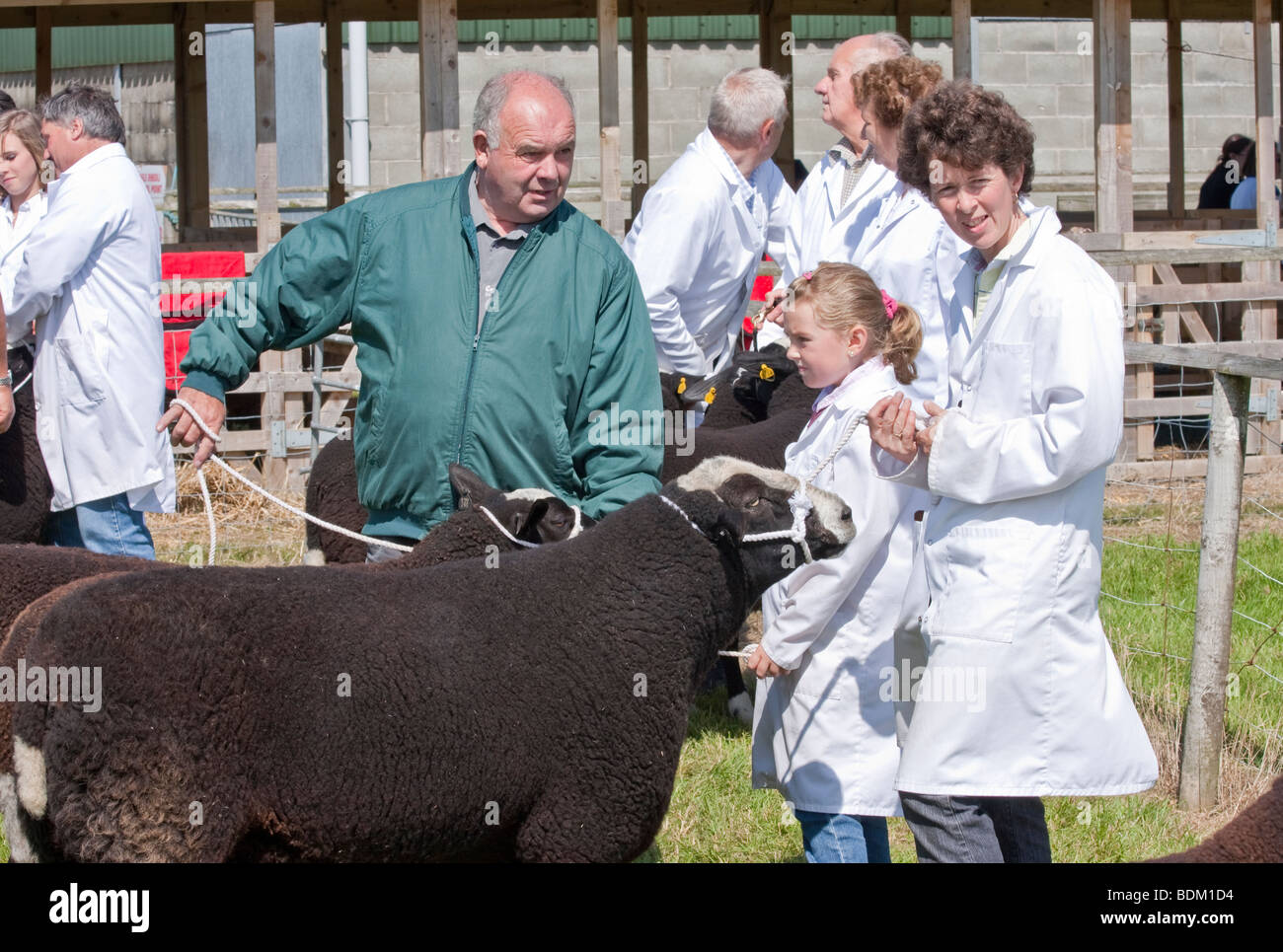 Show sheep hi-res stock photography and images - Alamy