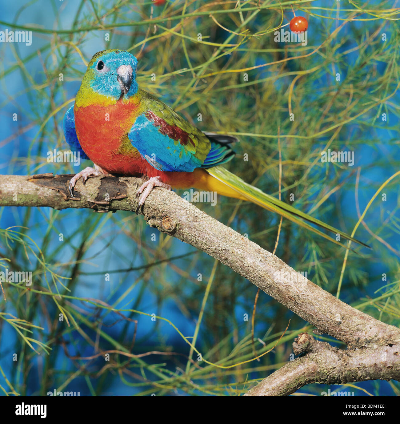 Turquoise Parrot - male sitting on branch / neophema pulchella Stock ...